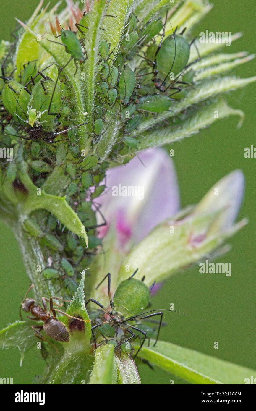 Green aphids (Aphidoidea Stock Photo - Alamy