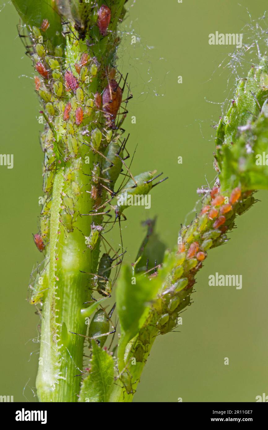Green aphids (Aphidoidea Stock Photo - Alamy