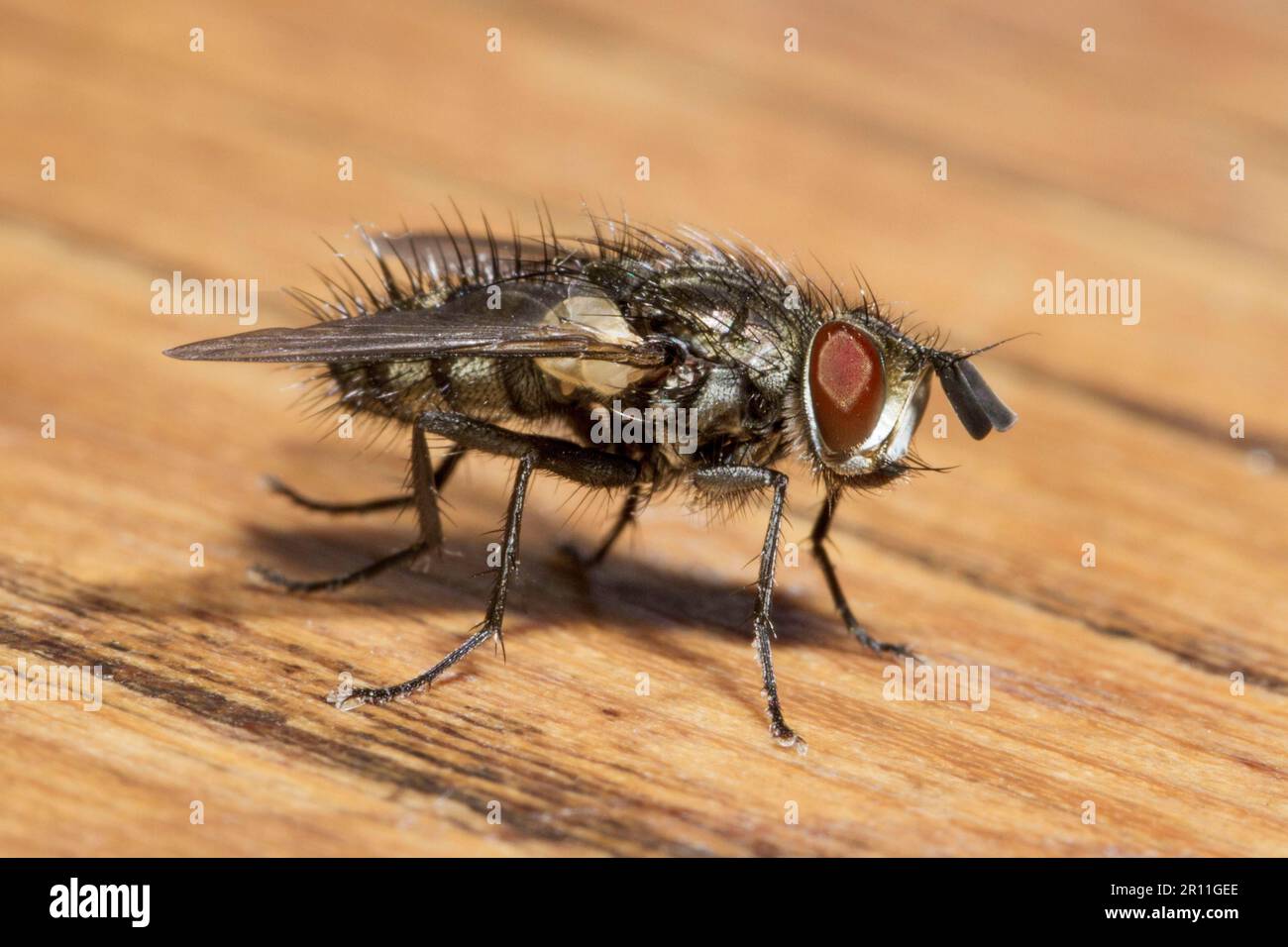 Stand fly hi-res stock photography and images - Alamy