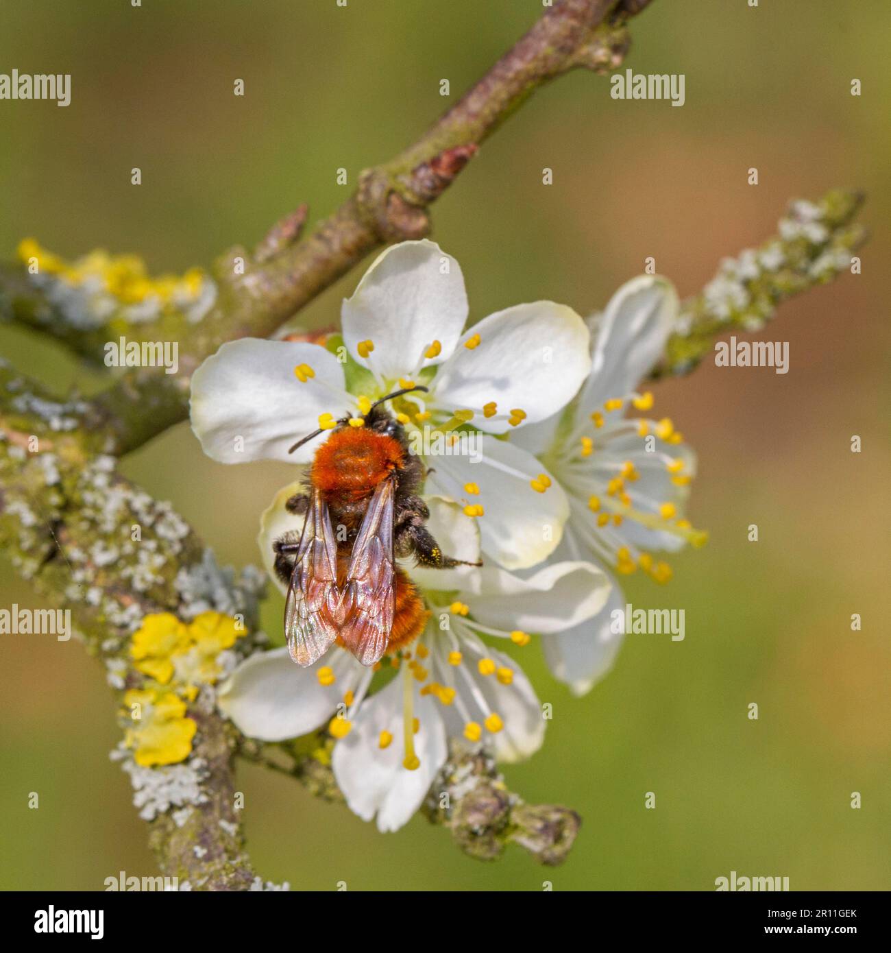Forest bee (Andrena fulva Stock Photo - Alamy
