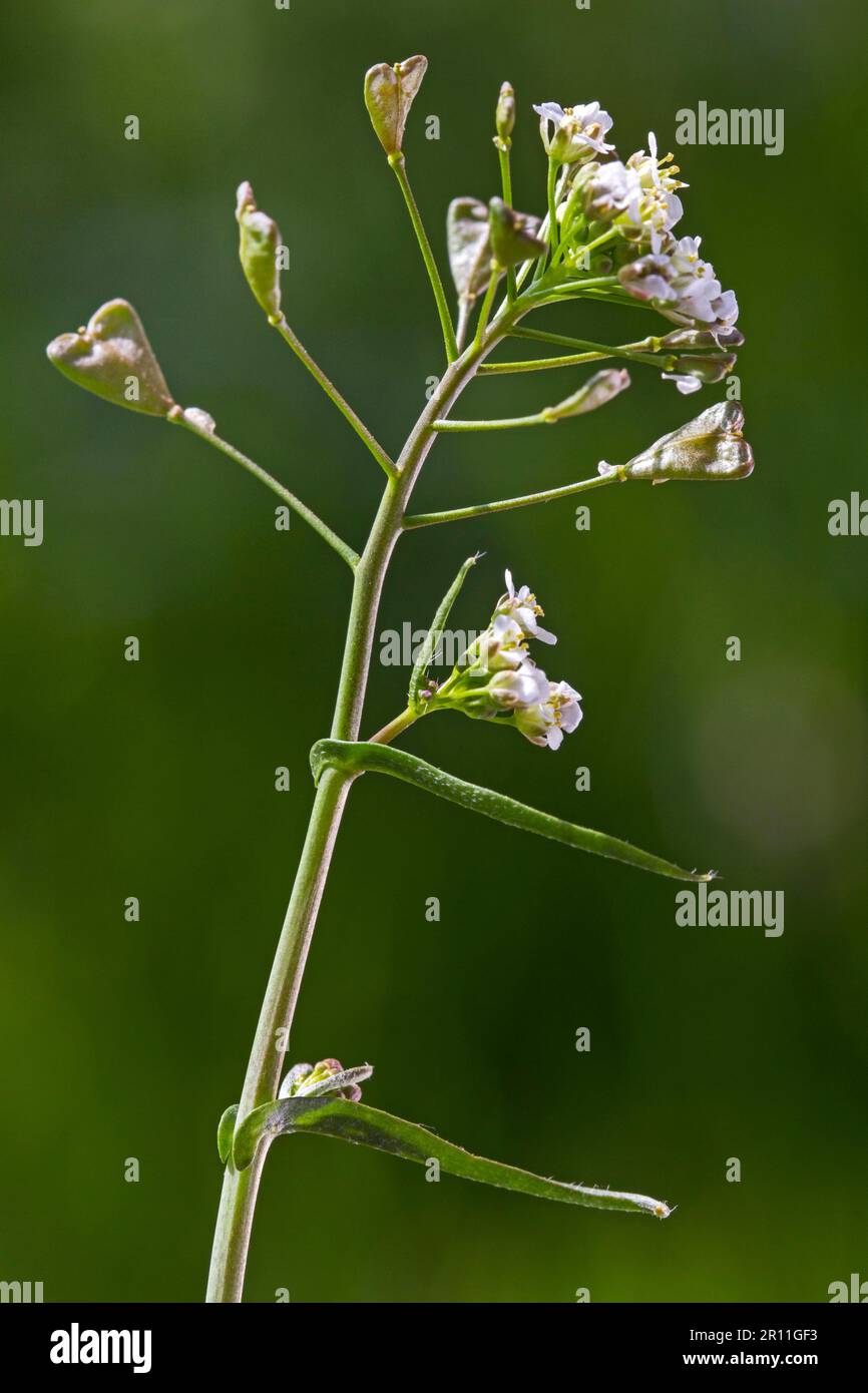 Common (Capsella bursa-pastoris) Shepherd's purse Stock Photo - Alamy