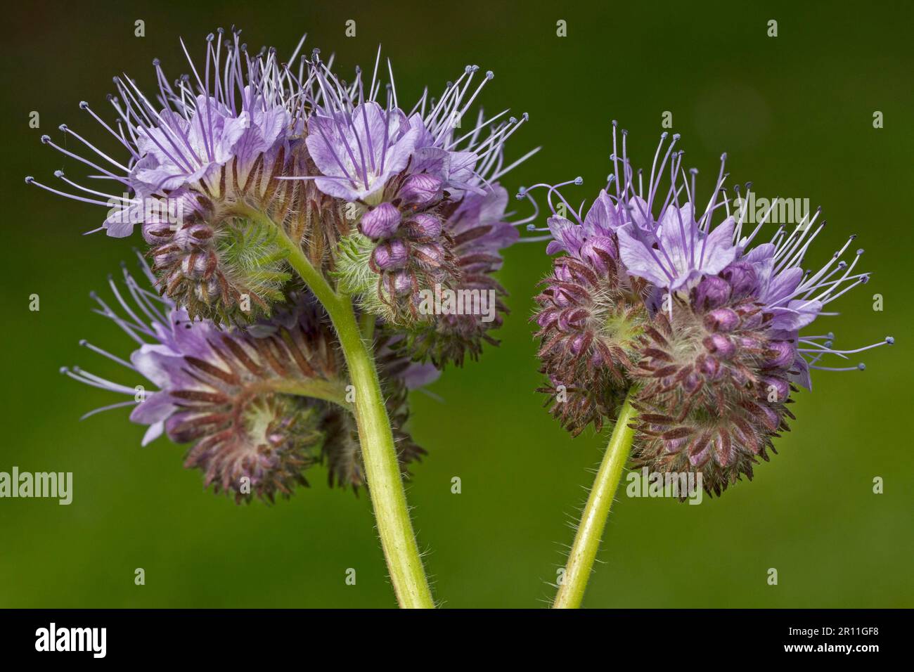 Lace Phacelia (Phacelia tanacetifolia Stock Photo - Alamy