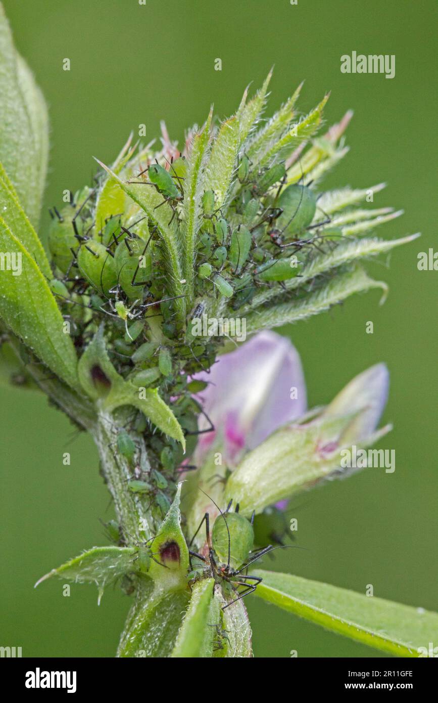 Green aphids (Aphidoidea Stock Photo - Alamy