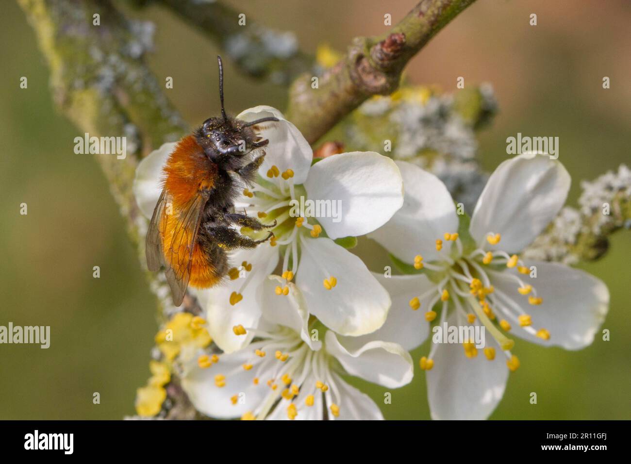 Forest bee (Andrena fulva Stock Photo - Alamy
