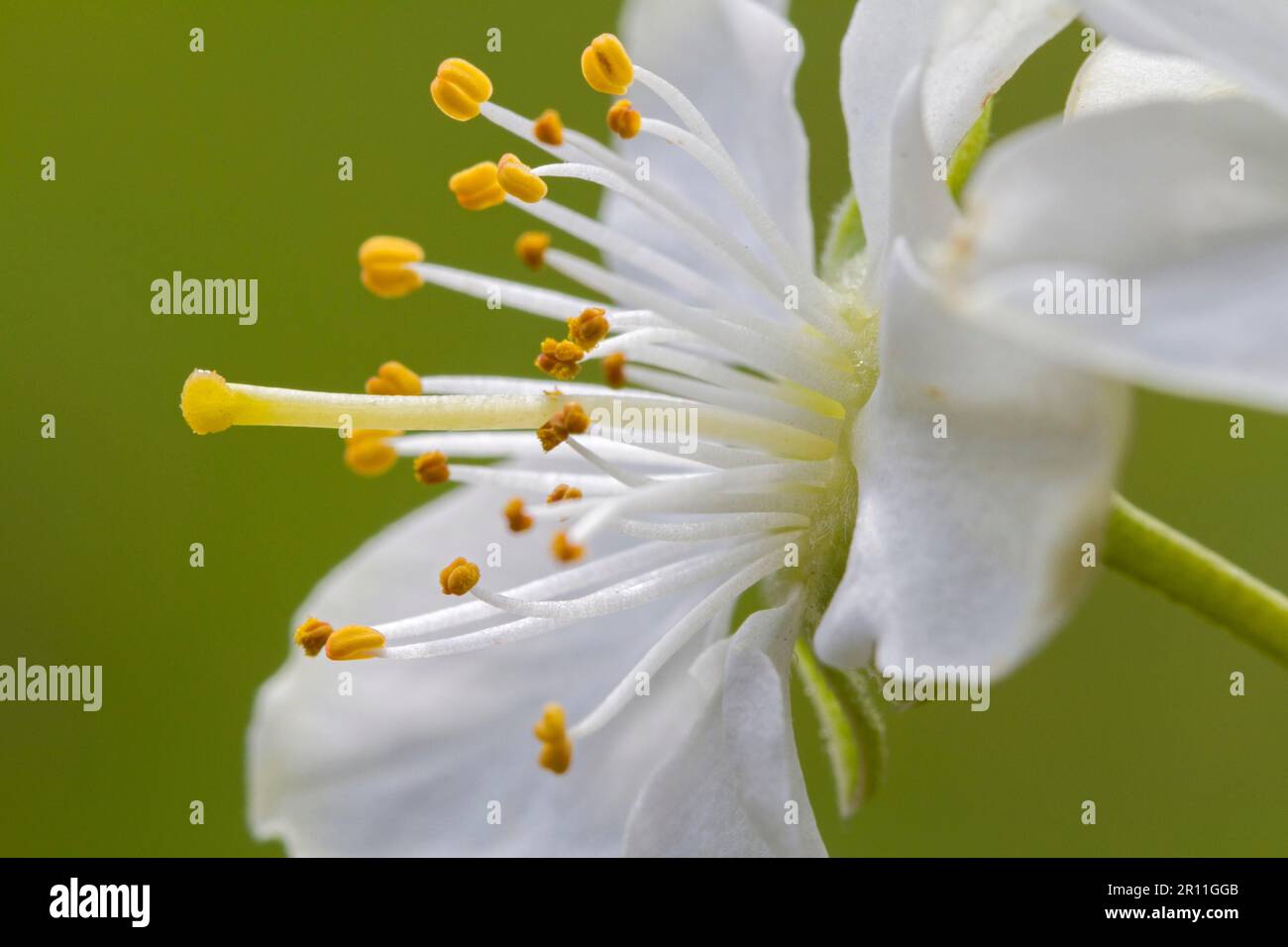 Stamens, plum (Prunus domestica Stock Photo - Alamy