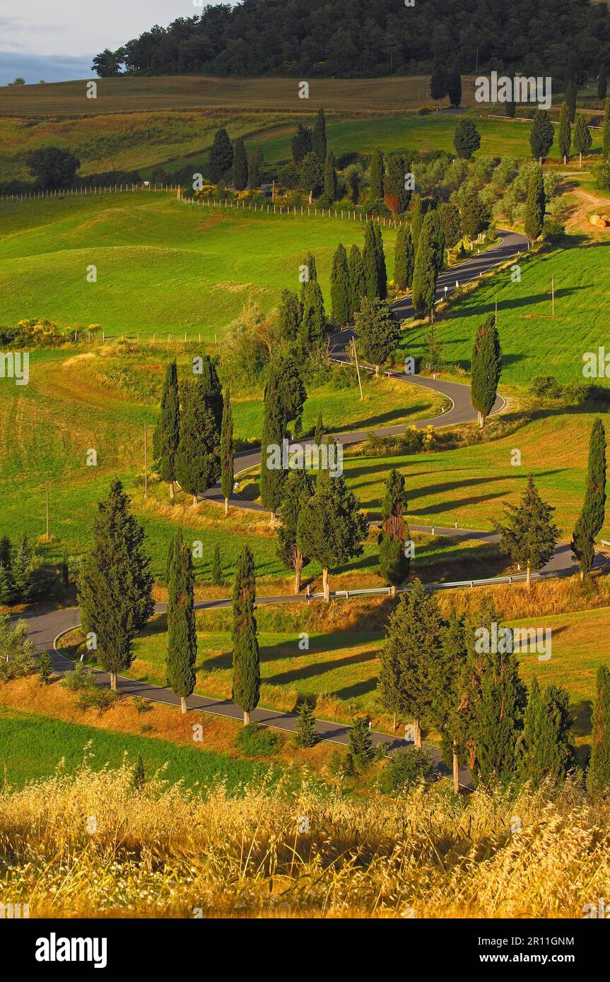 Val d'Orcia, Orcia Valley, Pienza, Road and Cypress trees, Road from ...