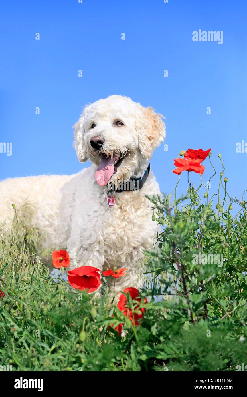 Labradoodle, male (Labrador x Standard Poodle cross Stock Photo - Alamy