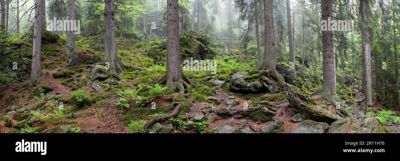 Primeval forest in Hoellbachgespreng, Bavarian Forest National Park ...