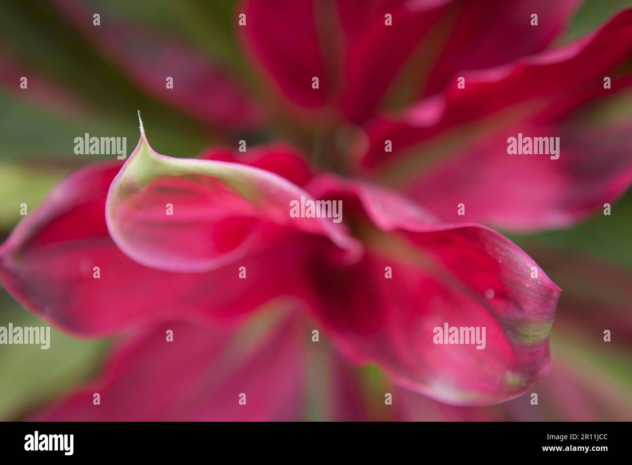 Ti leaf plant textural background Stock Photo - Alamy