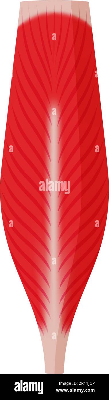 Unipennate Muscle Anatomy