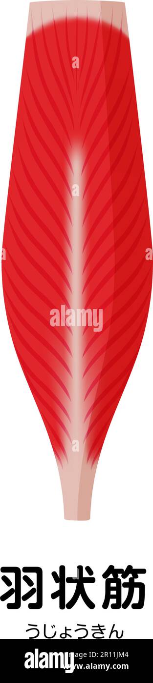 Unipennate muscle illustration hi-res stock photography and images - Alamy
