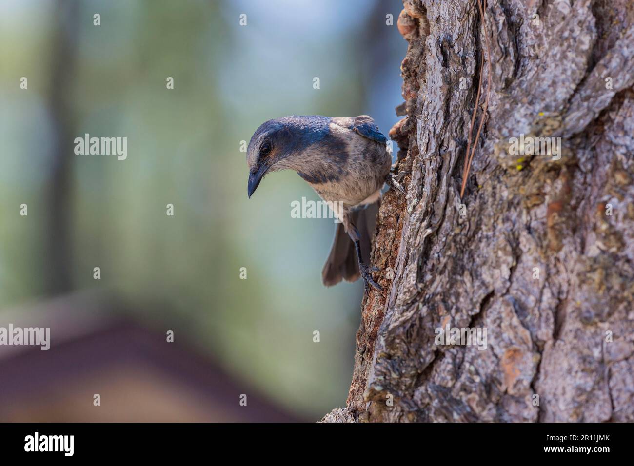 Jay florida hi-res stock photography and images - Alamy