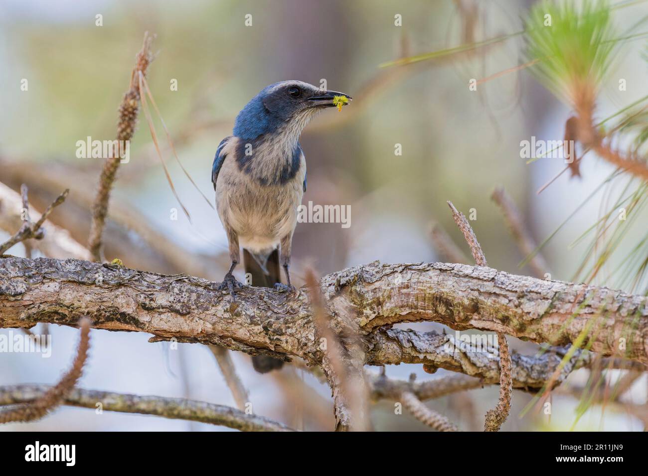 Florida Jay, Florida (Aphelocoma coerulescens Stock Photo - Alamy