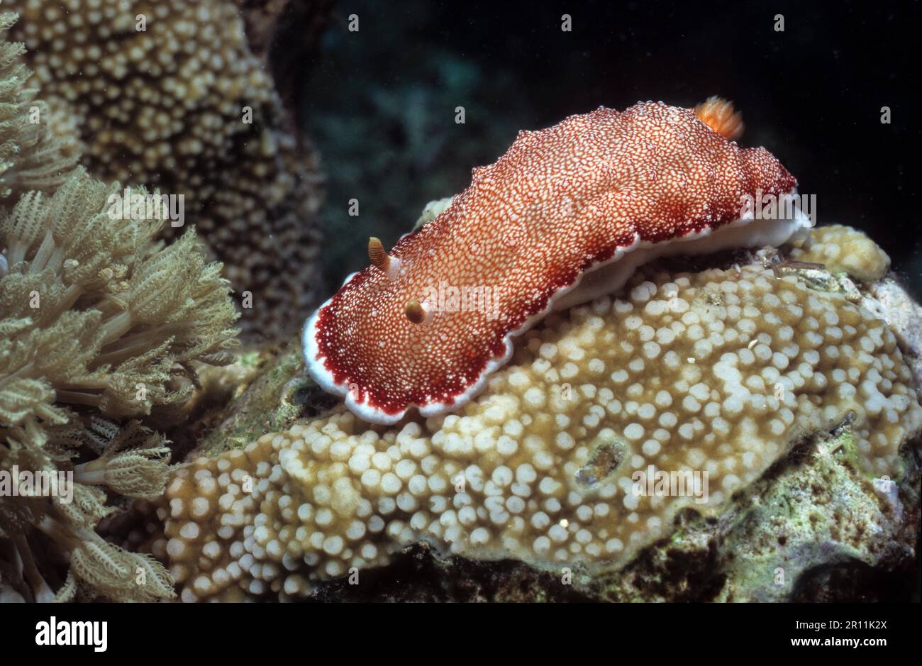 Sea slug, hermaphrodite, Molukkes, Indonesia, Asia, Pacific ...