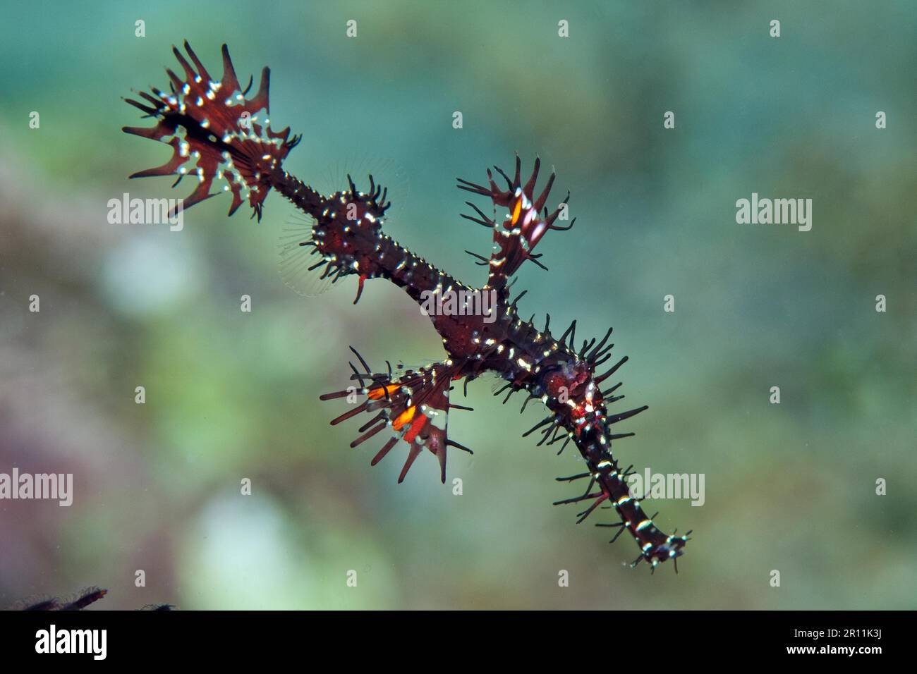 Tatterfish hi-res stock photography and images - Alamy