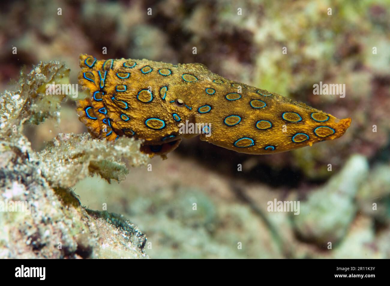 Greater blue-ringed octopus (Hapalochlaena lunulata), Cabilao, Visayas ...