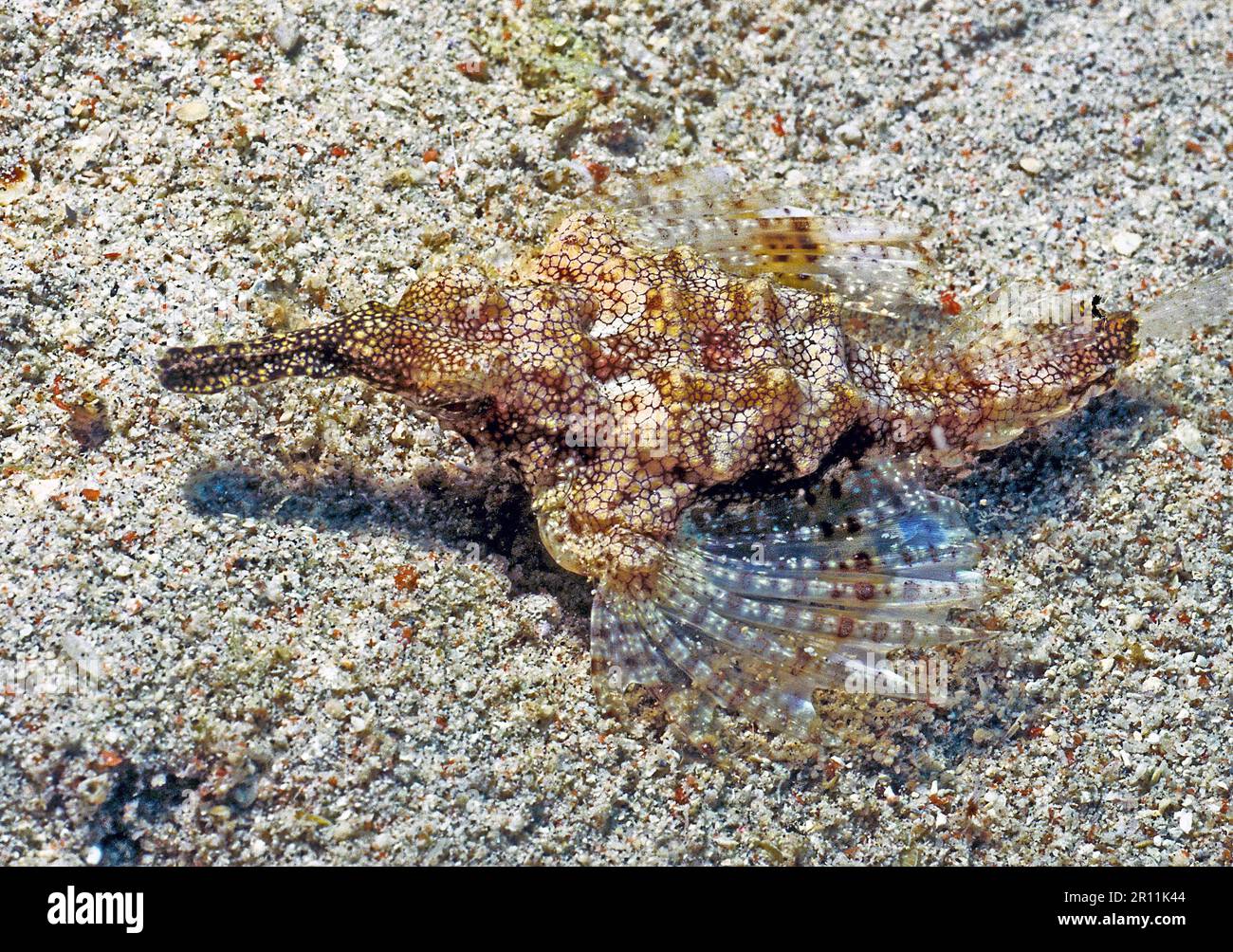 Longtail Seamoth (Pegasus volitans), Sabang Beach, Puerto Galera ...