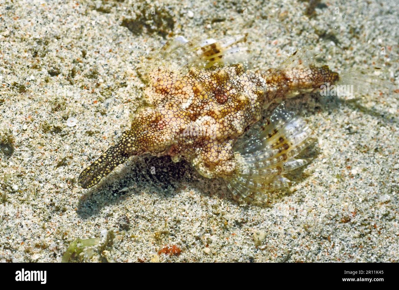 Longtail Seamoth (Pegasus volitans), Sabang Beach, Puerto Galera ...