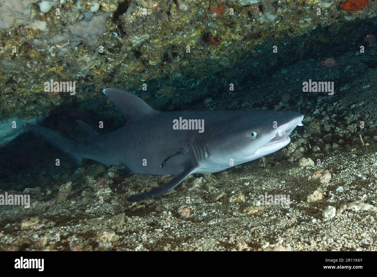 Whitetip reef shark (Triaenodon obesus), White-tip reef shark ...