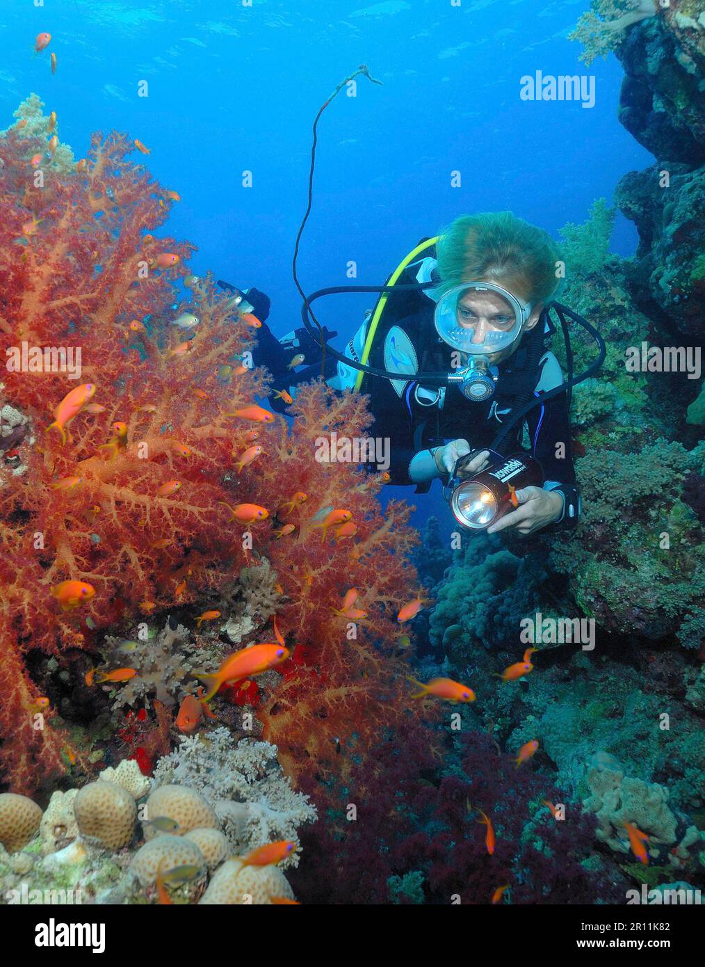 Diver and soft corals, sea goldie (Pseudanthias squamipinnis), Shaab ...