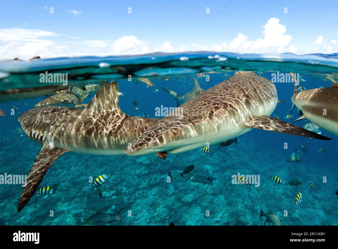 Grey reef shark (Carcharhinus amblyrhynchos), Pacific, Indian Ocean ...