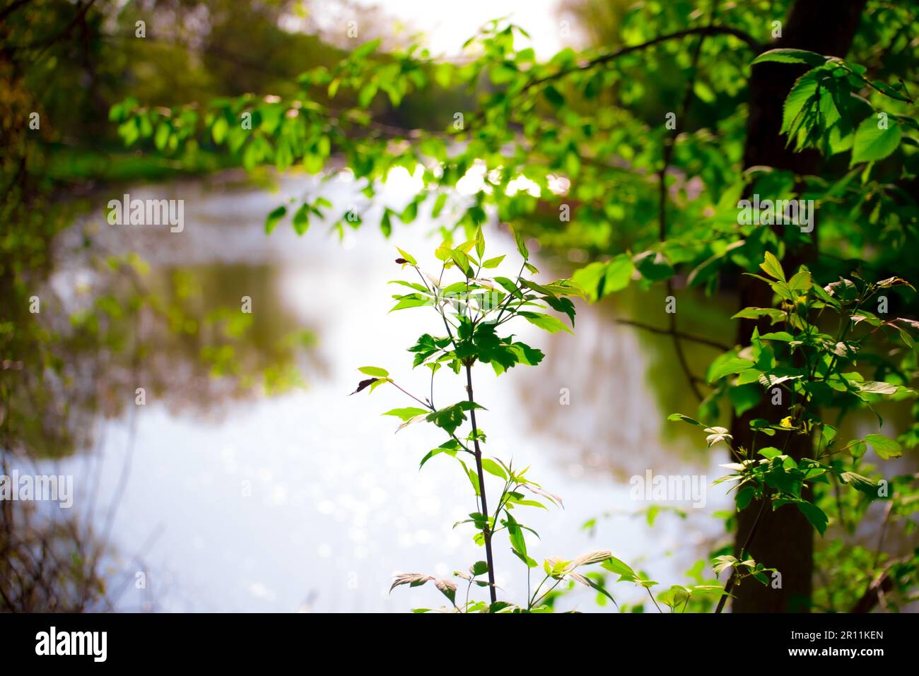 Beautiful multi-colored trees on a trail path and play park Stock Photo ...