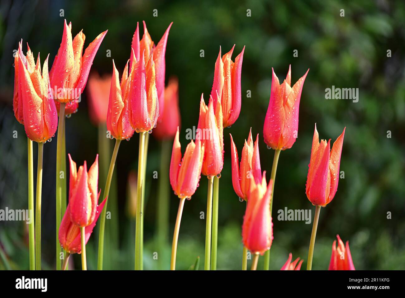 Red tulips (Tulipa) with pointed petals, lily family (Lilioideae ...