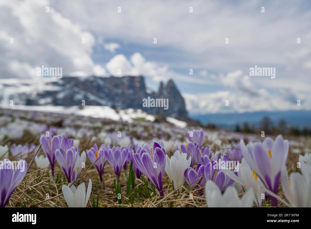 Crocus blossom, Sciliar, Catinaccio, Alpe di Siusi, South Tyrol, Italy ...