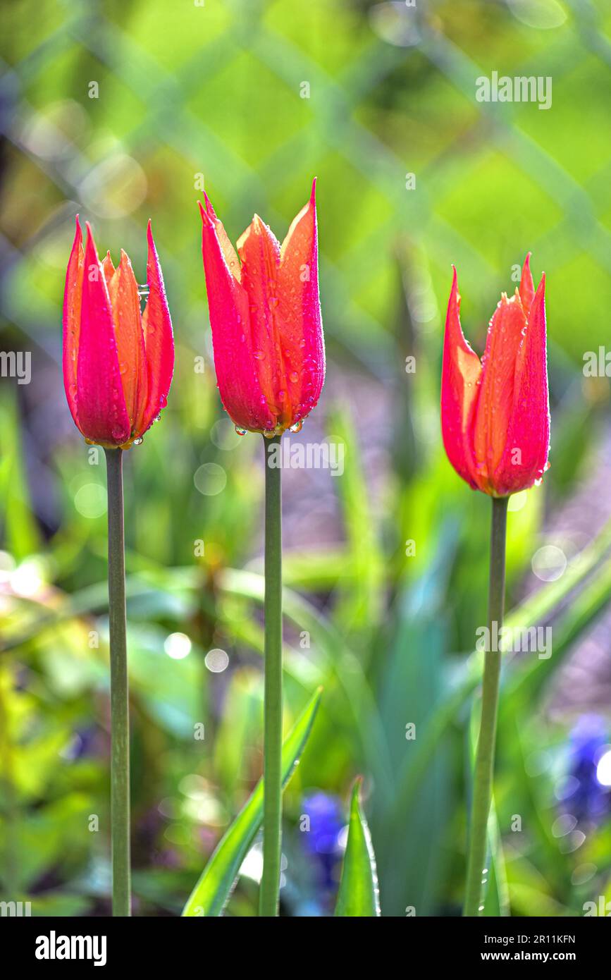 Red tulips (Tulipa) with pointed petals, lily family (Lilioideae ...