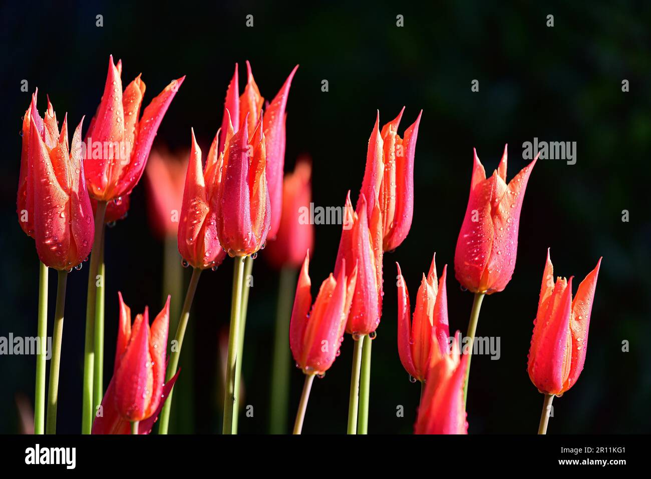 Red tulips (Tulipa) with pointed petals, lily family (Lilioideae ...