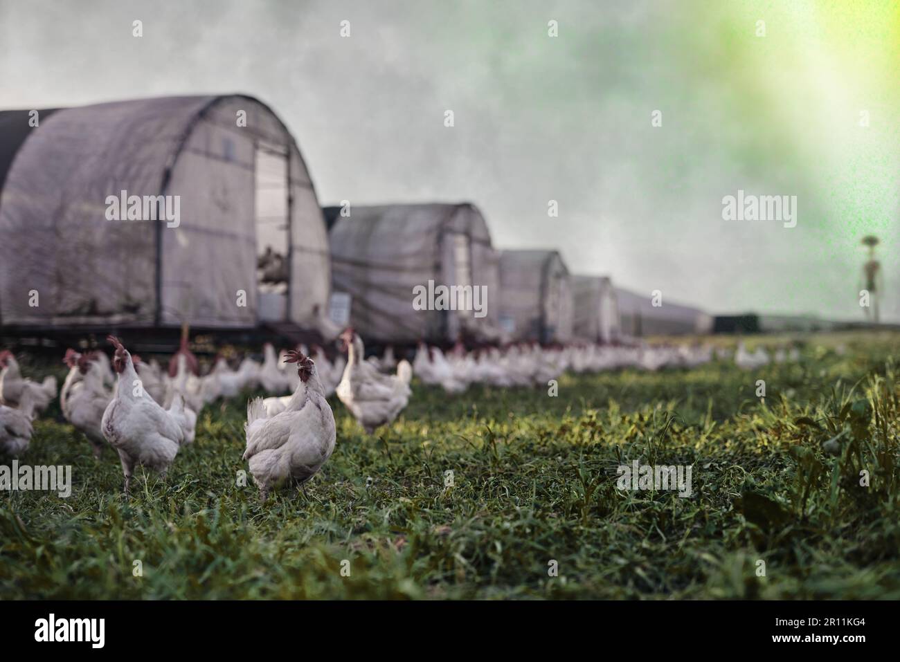 Sci fi, contact and chickens with alien on farm for fantasy, mystery ...