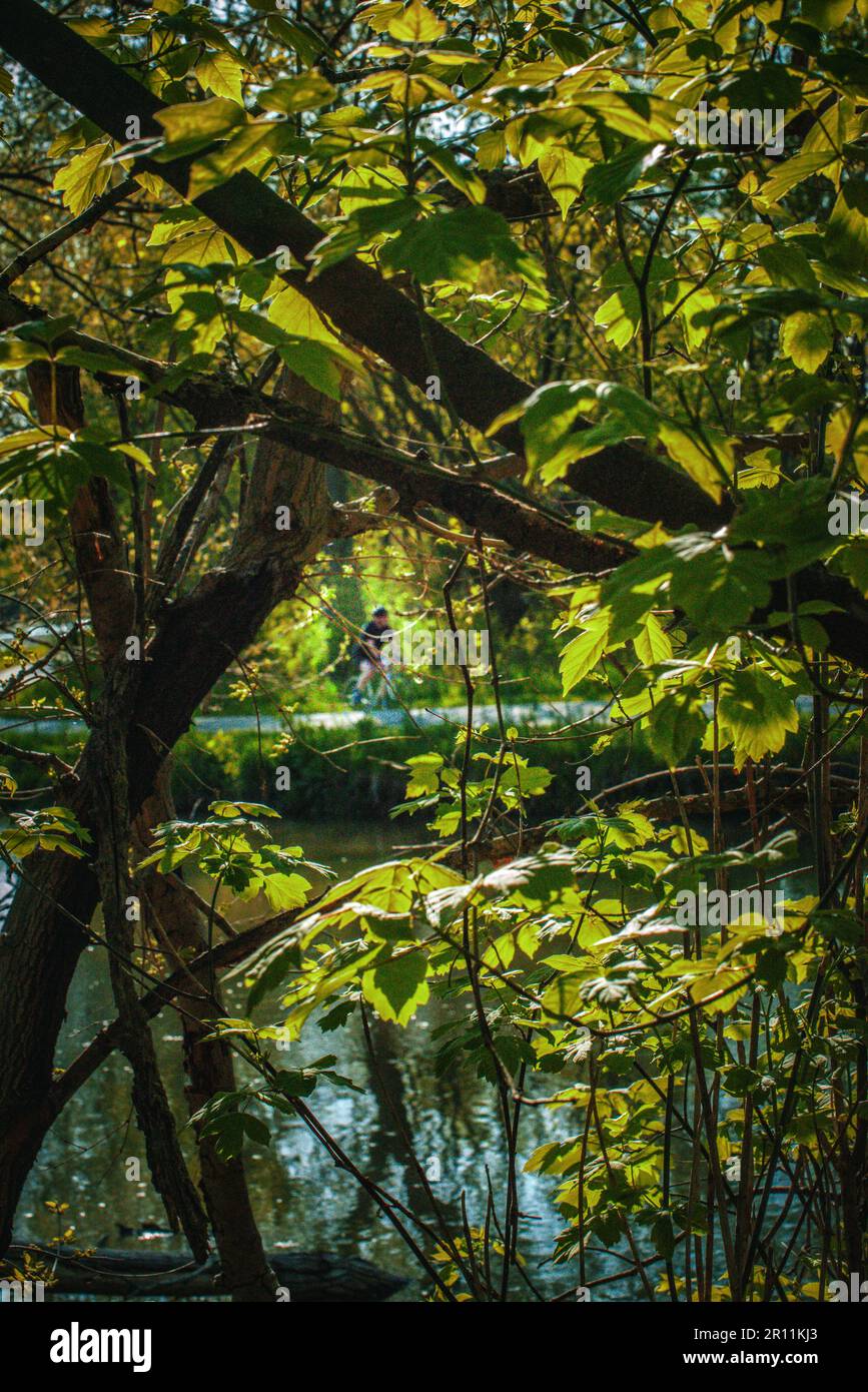 Beautiful multi-colored trees on a trail path and play park Stock Photo ...