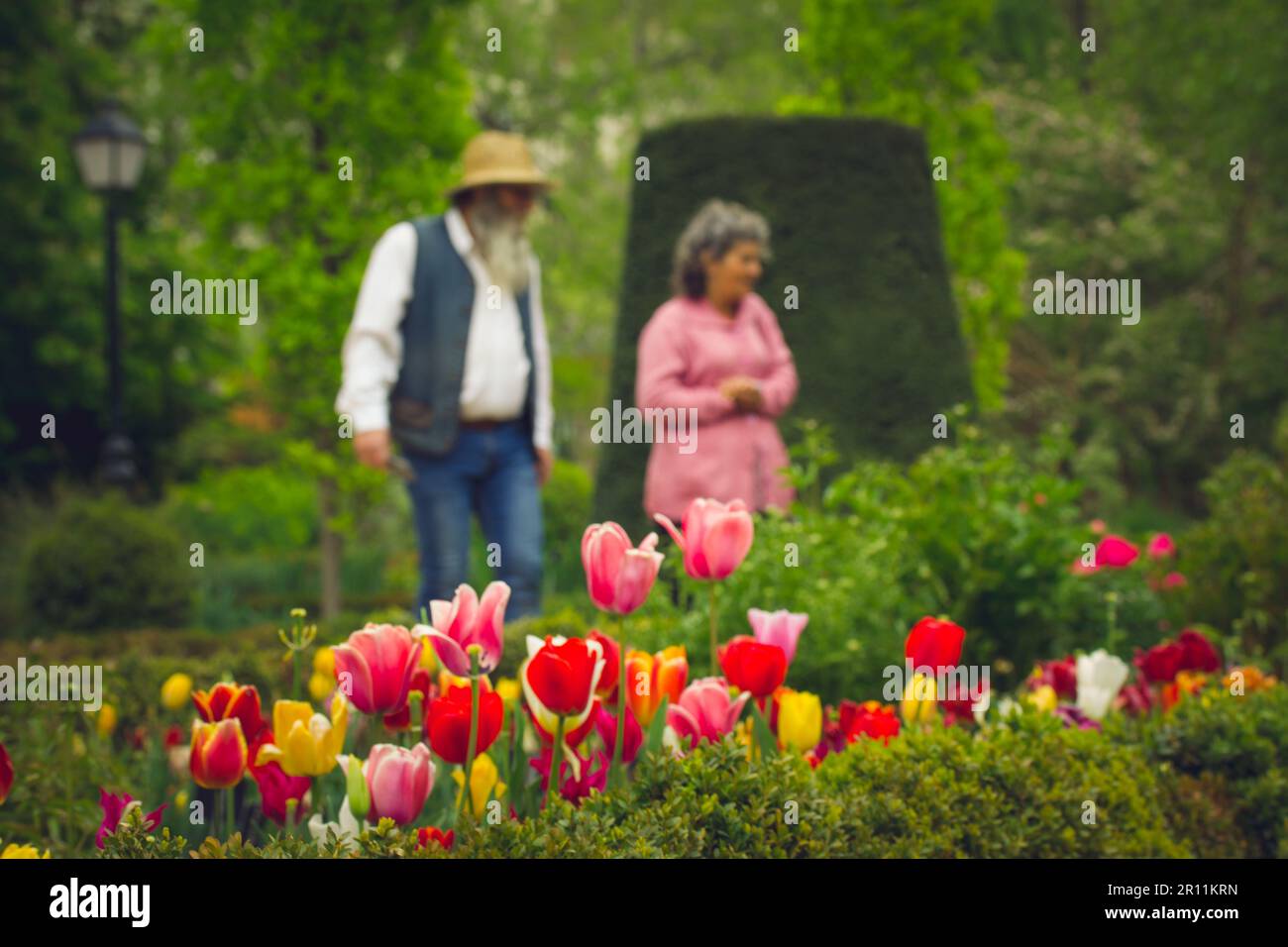 Senior people admiring tulips flowers in botanical garden in spring ...