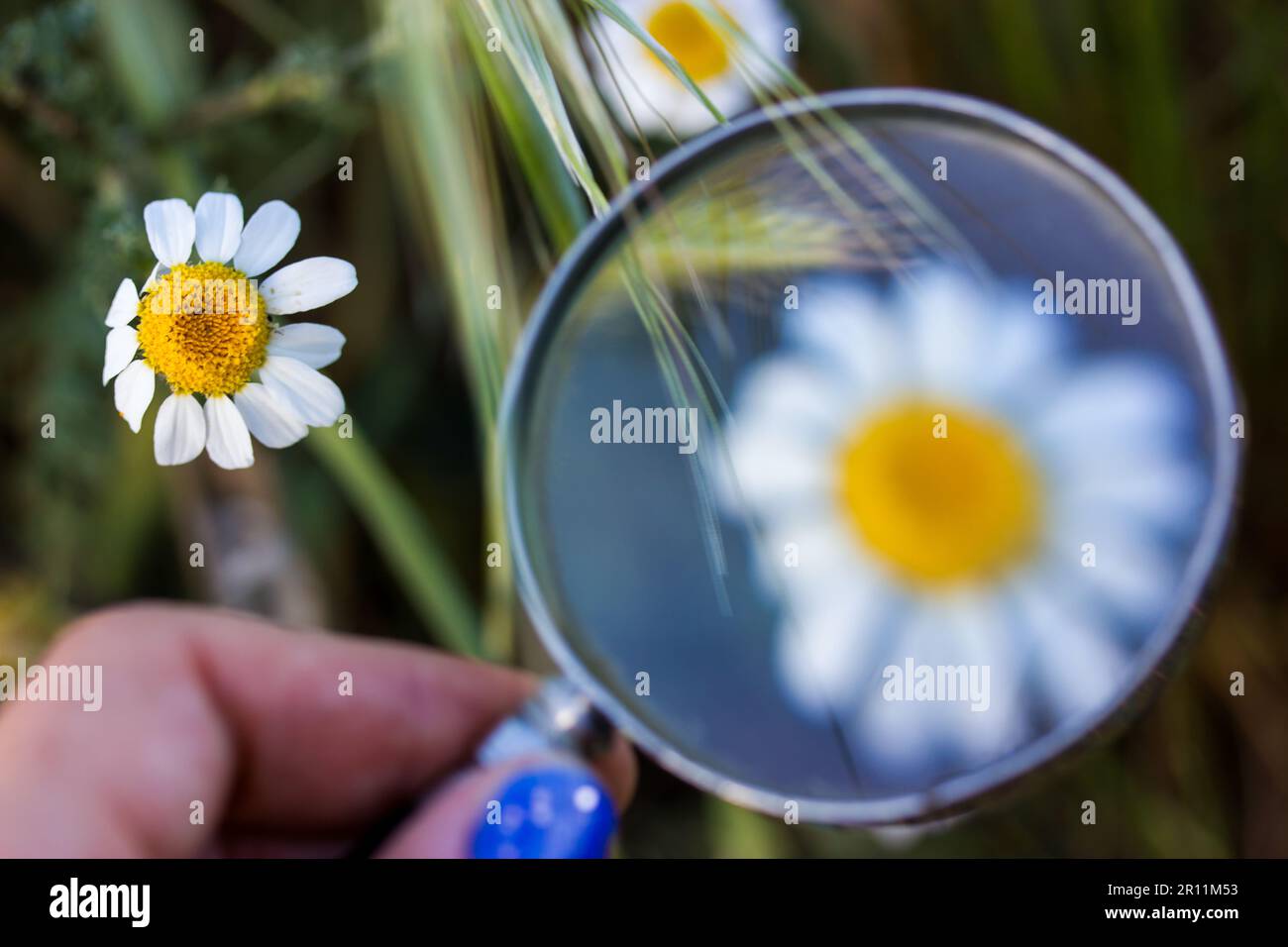 Naturalist studying under a magnifying glass white field wild daisies ...