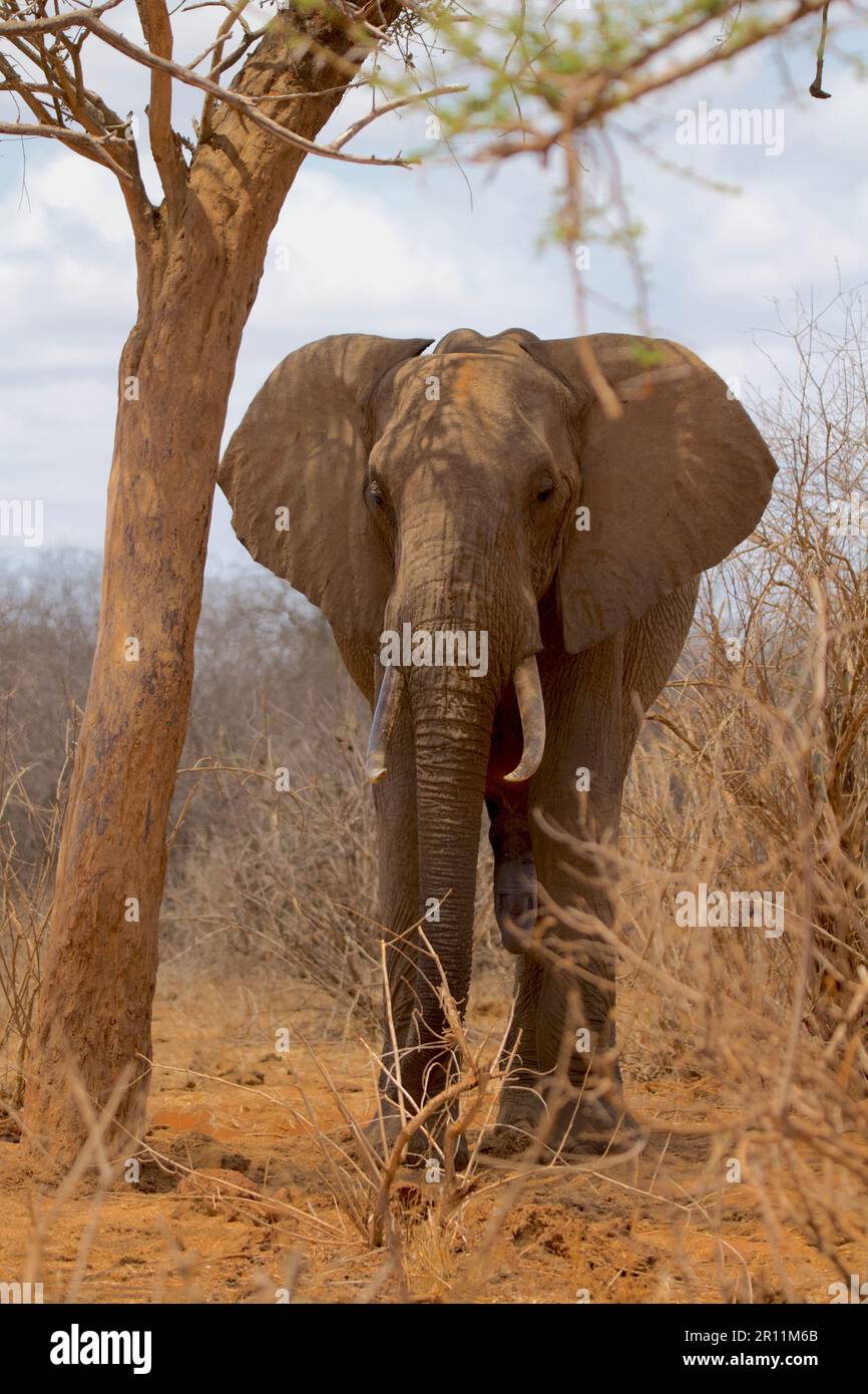 Shade of elephant hi-res stock photography and images - Alamy