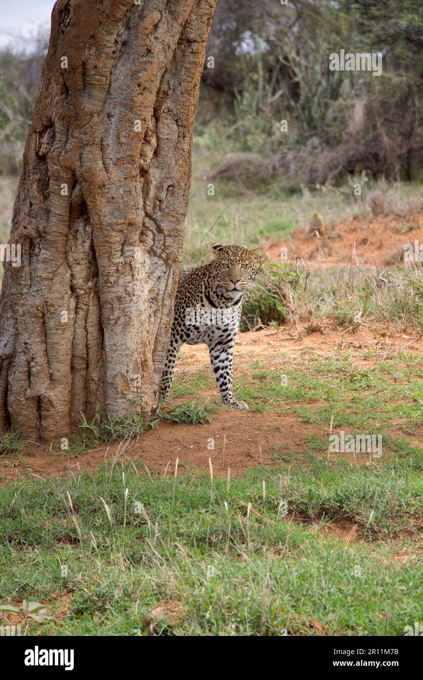 Leopard hiding behind hi-res stock photography and images - Alamy