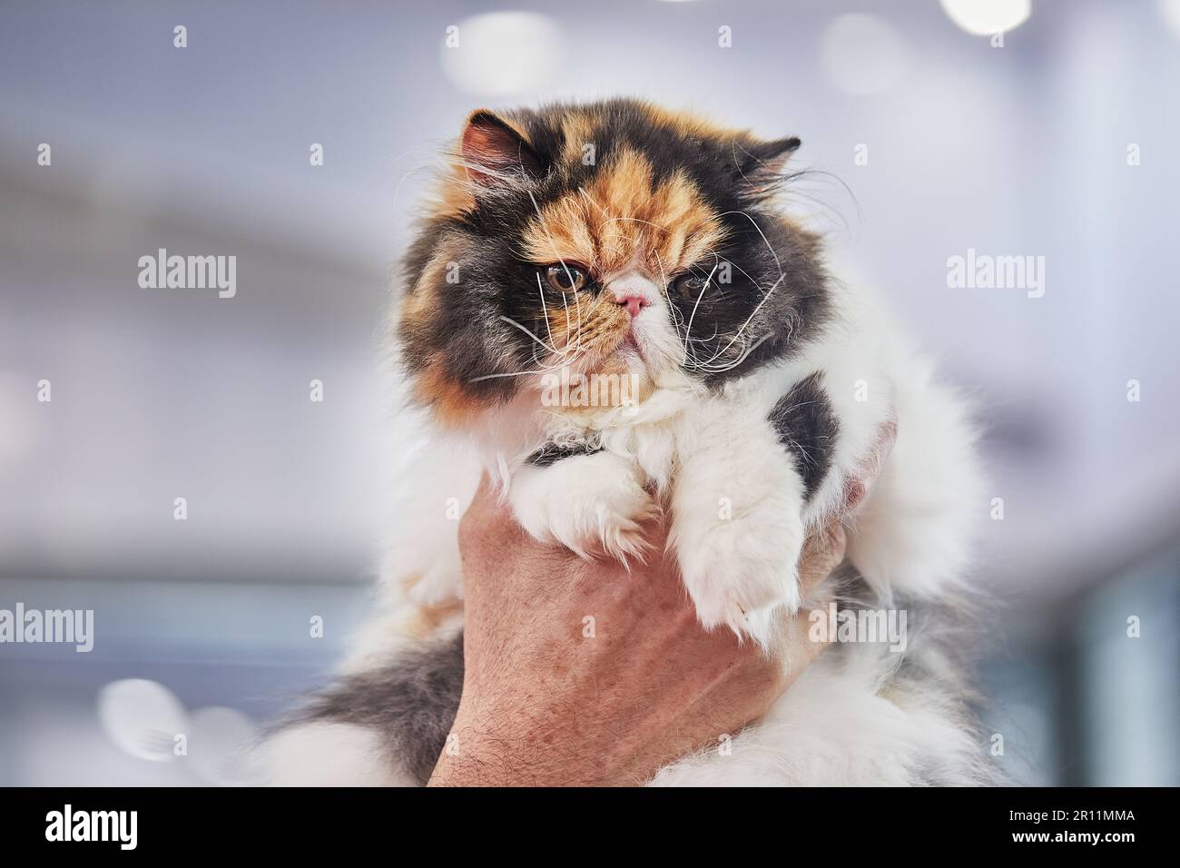 Tricolor Persian cat in the hands of the owner Stock Photo - Alamy