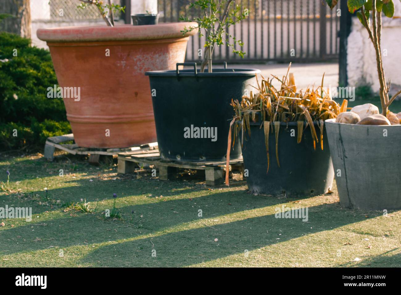 Huge flower pots with different plants of flowers trees and shrubs in ...