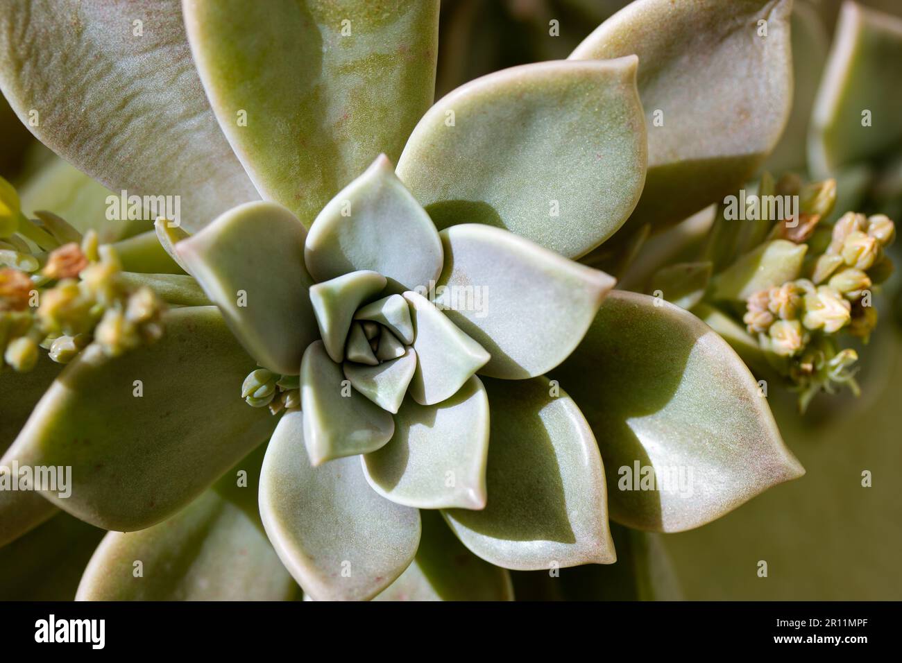 Green blue succulents cactus rosette leaves close up, exotic garden ...