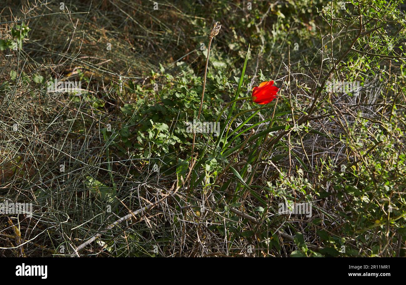 Wild red anemone flowers blooms close-up in spring. Desert of the Negev ...