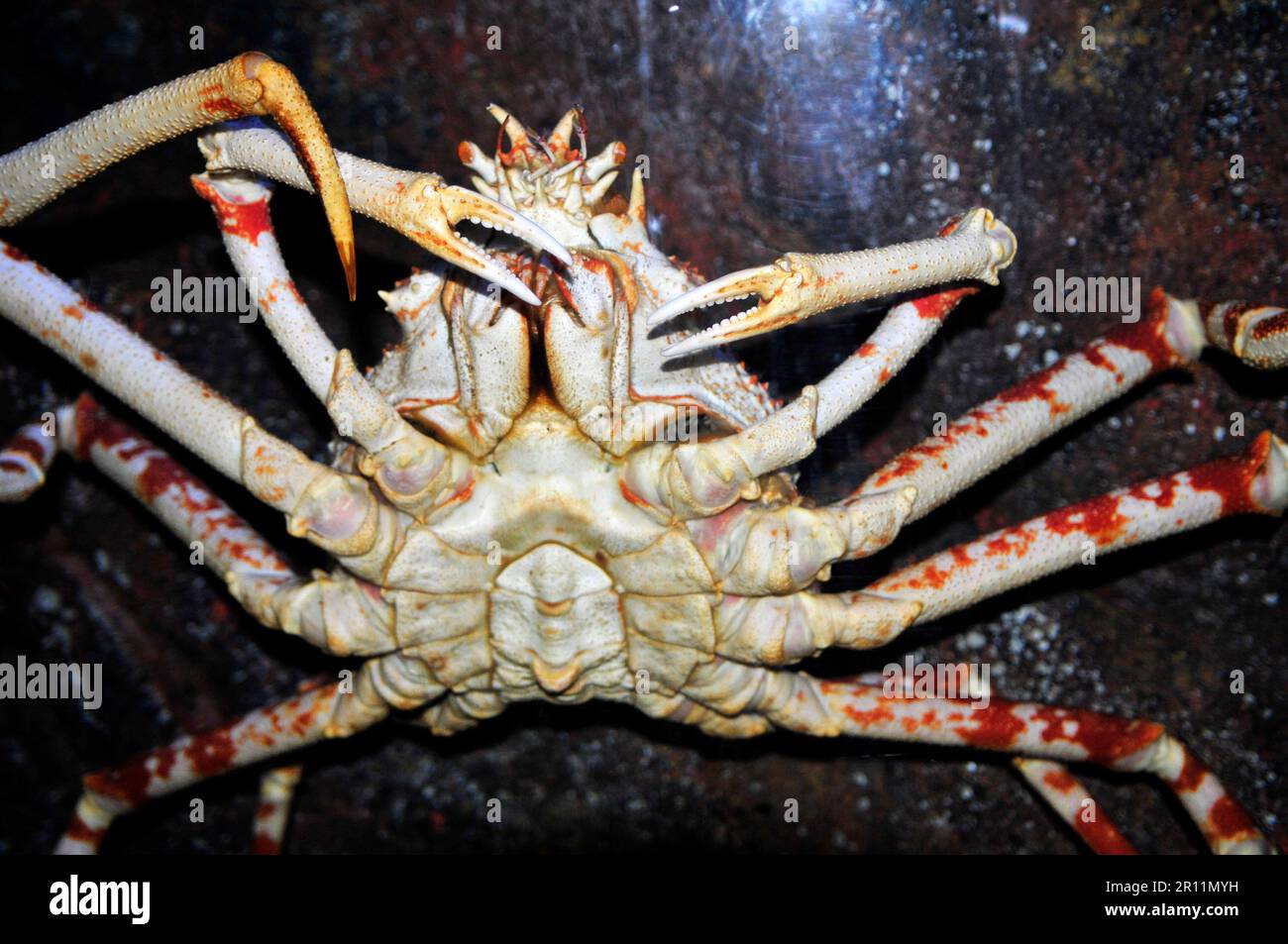 A Japanese Spider Crab at the Sea Life Ocean world in Bangkok, Thailand ...
