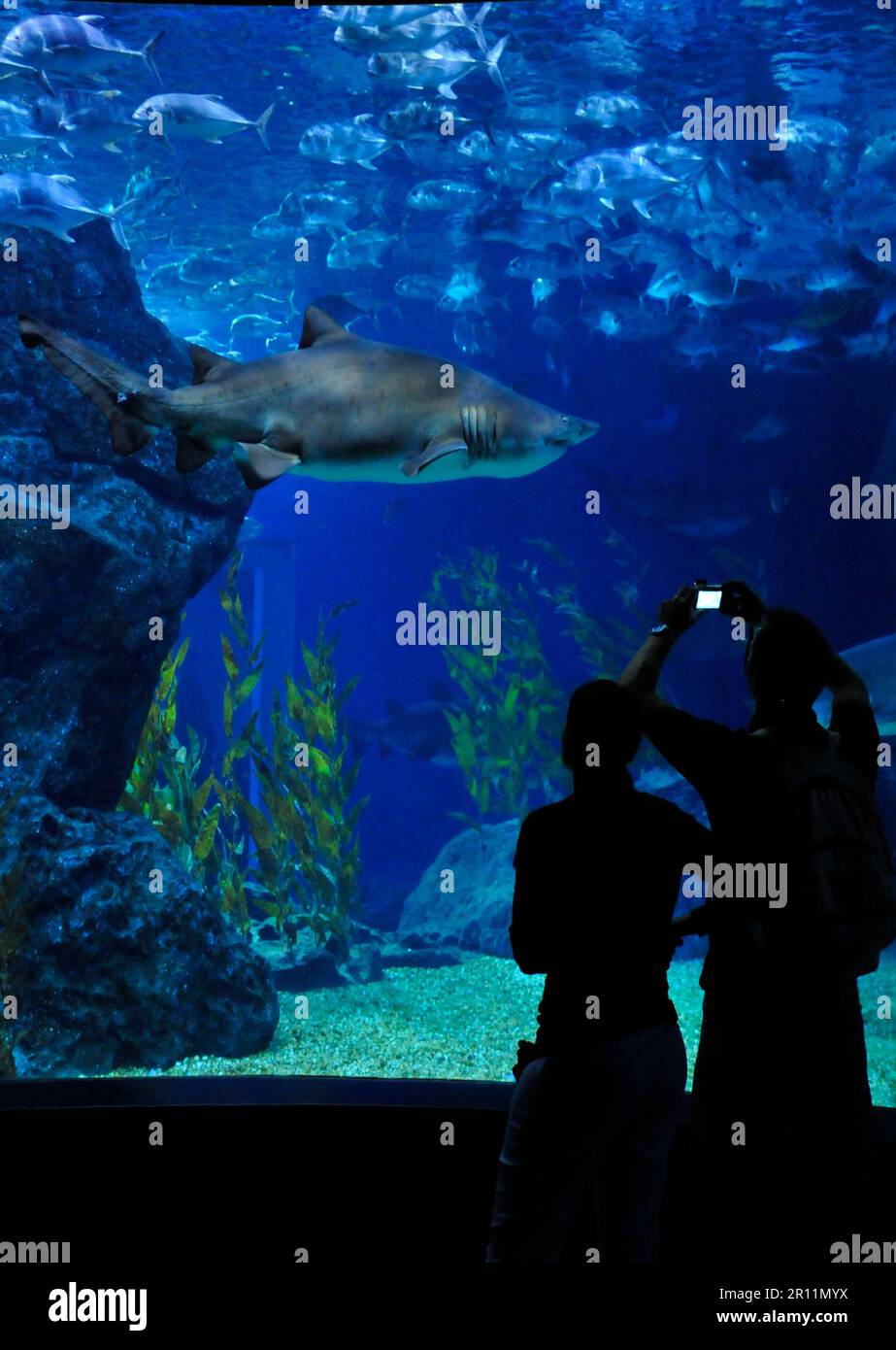 Sea Life Ocean world in Bangkok, Thailand Stock Photo - Alamy