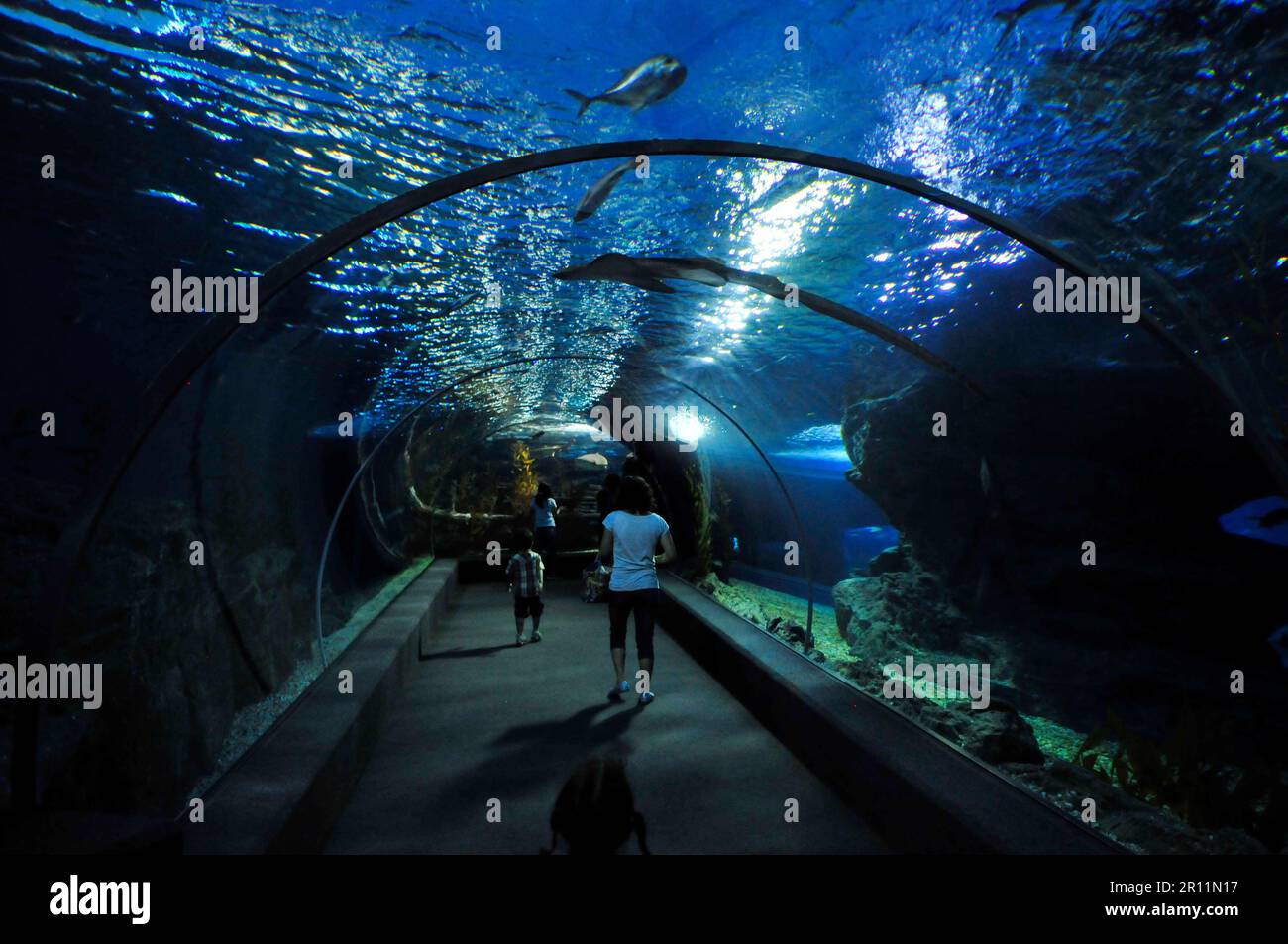 Sea Life Ocean world in Bangkok, Thailand Stock Photo - Alamy