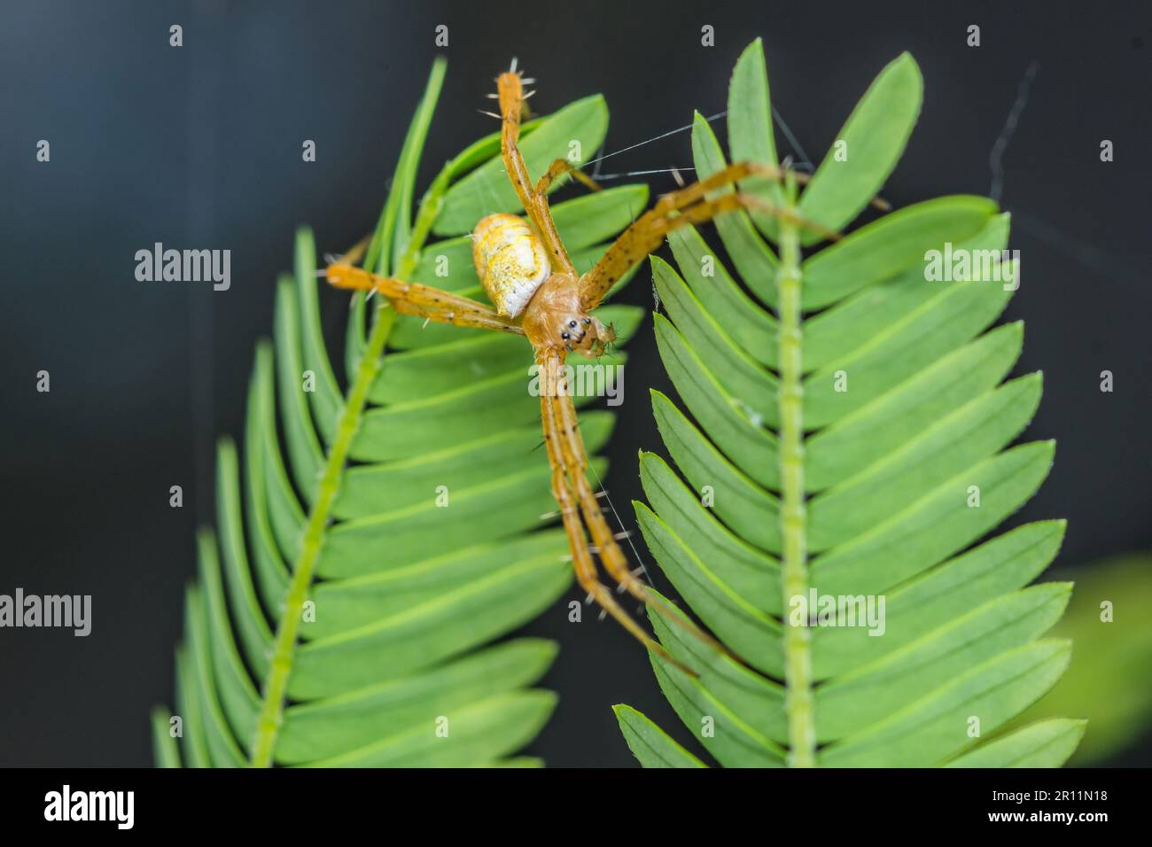Cross spider, Yellow spider on green leaves, Even group leaf in nature ...