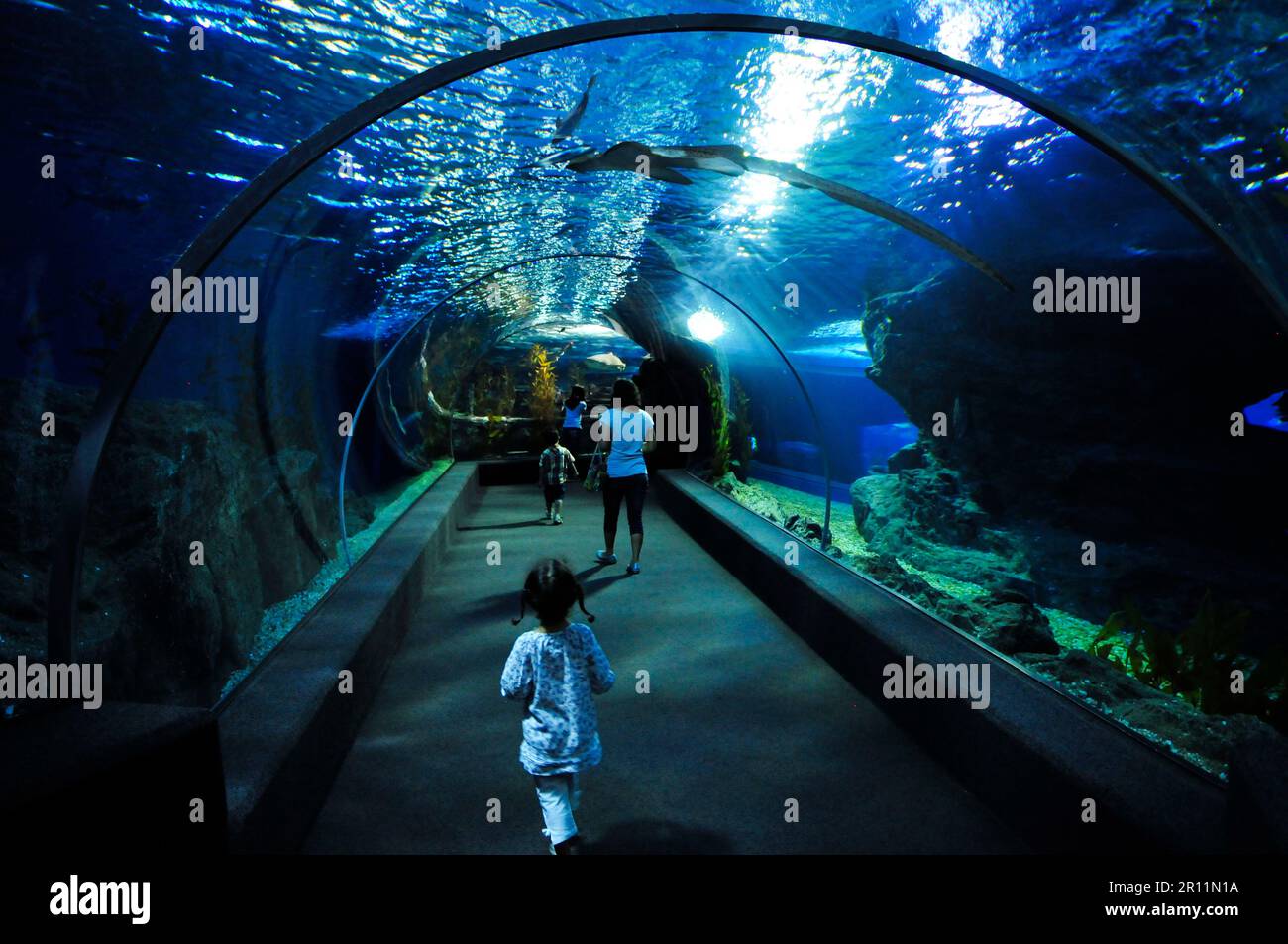Sea Life Ocean world in Bangkok, Thailand Stock Photo - Alamy