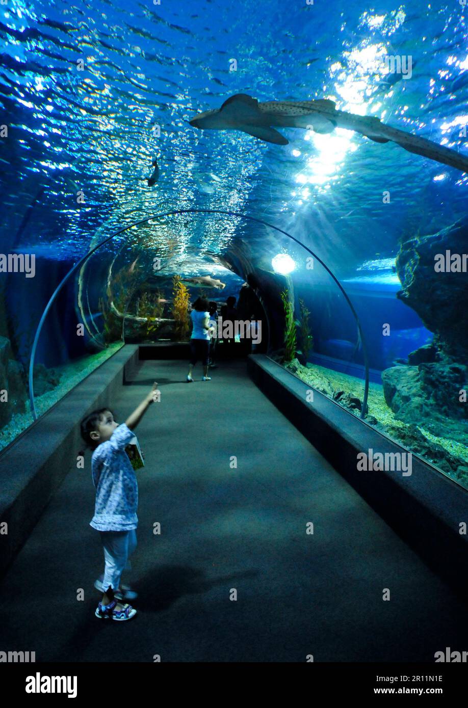 Sea Life Ocean world in Bangkok, Thailand Stock Photo - Alamy
