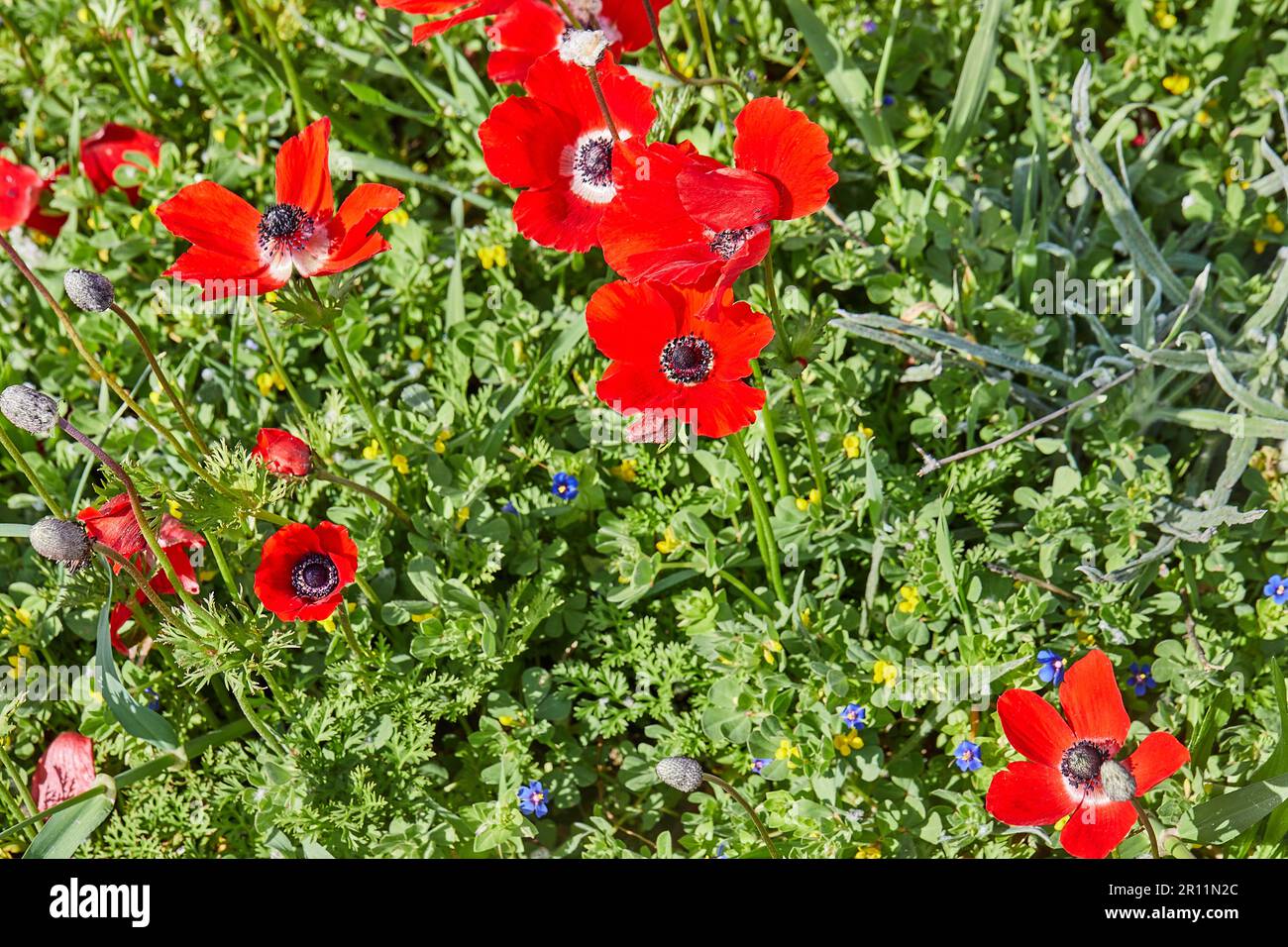 Wild red anemone flowers blooms close-up in spring. Desert of the Negev ...