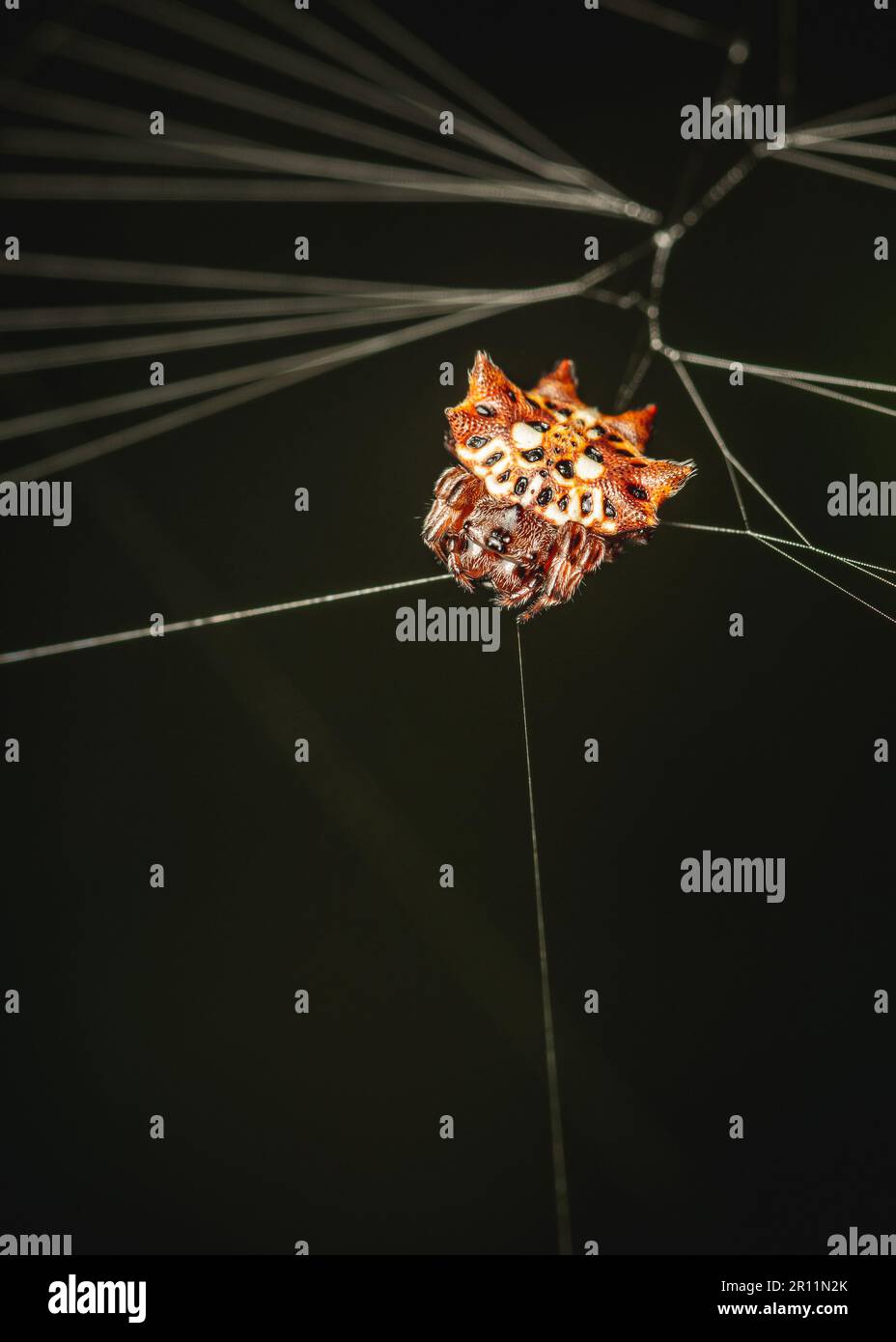 Spiny Orb Weaver on web in nature, Macro photo of insect Stock Photo ...