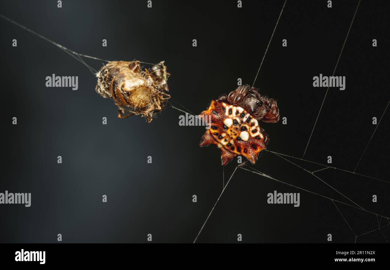 Insect web structure hi-res stock photography and images - Alamy