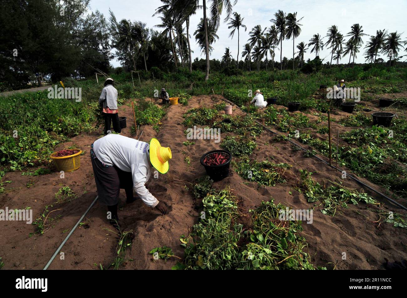 Harvest ban hi-res stock photography and images - Alamy
